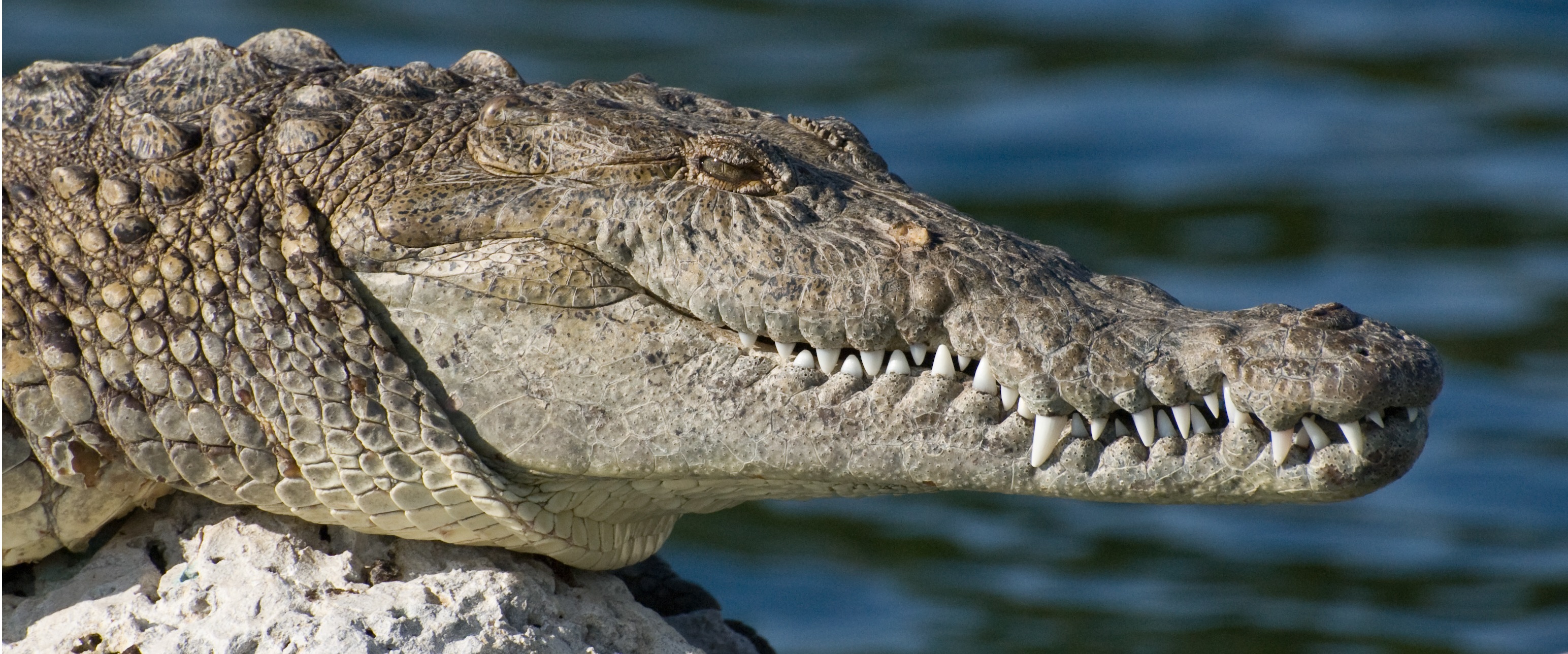 Crocodilians: Even More Awesomer Than You Think | The Skeptics Guide to ...