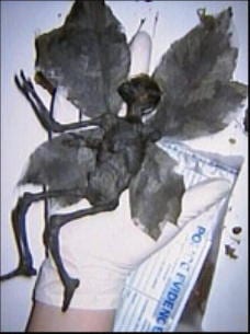 fakefairy | The Skeptics Guide to the Universe