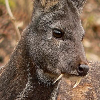 musk-deer | The Skeptics Guide to the Universe